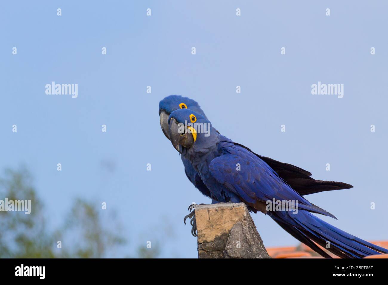 Couple of Hyacinth macaw from Pantanal, Brazil. Brazilian wildlife ...