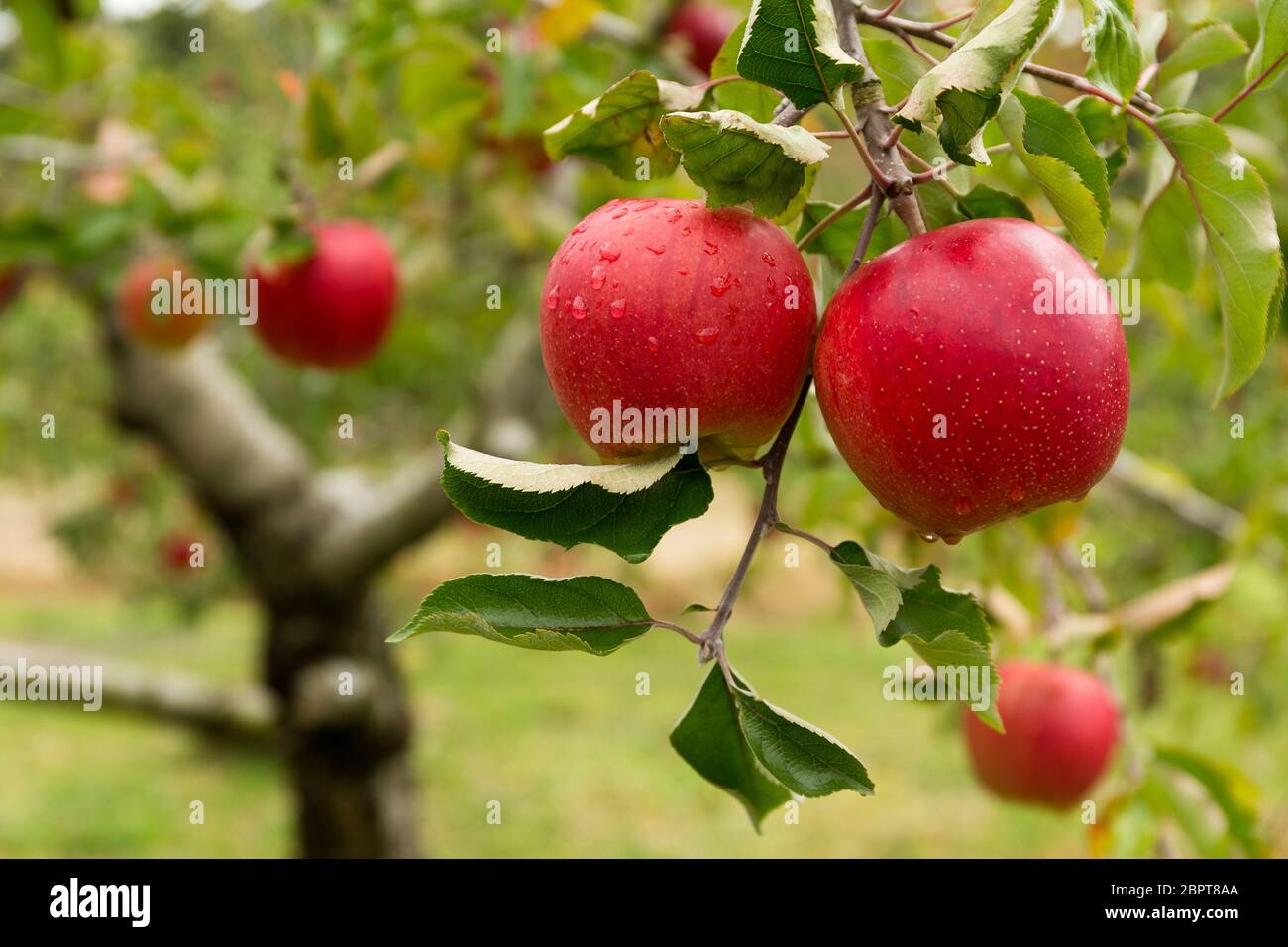 Fresh apple tree Stock Photo - Alamy