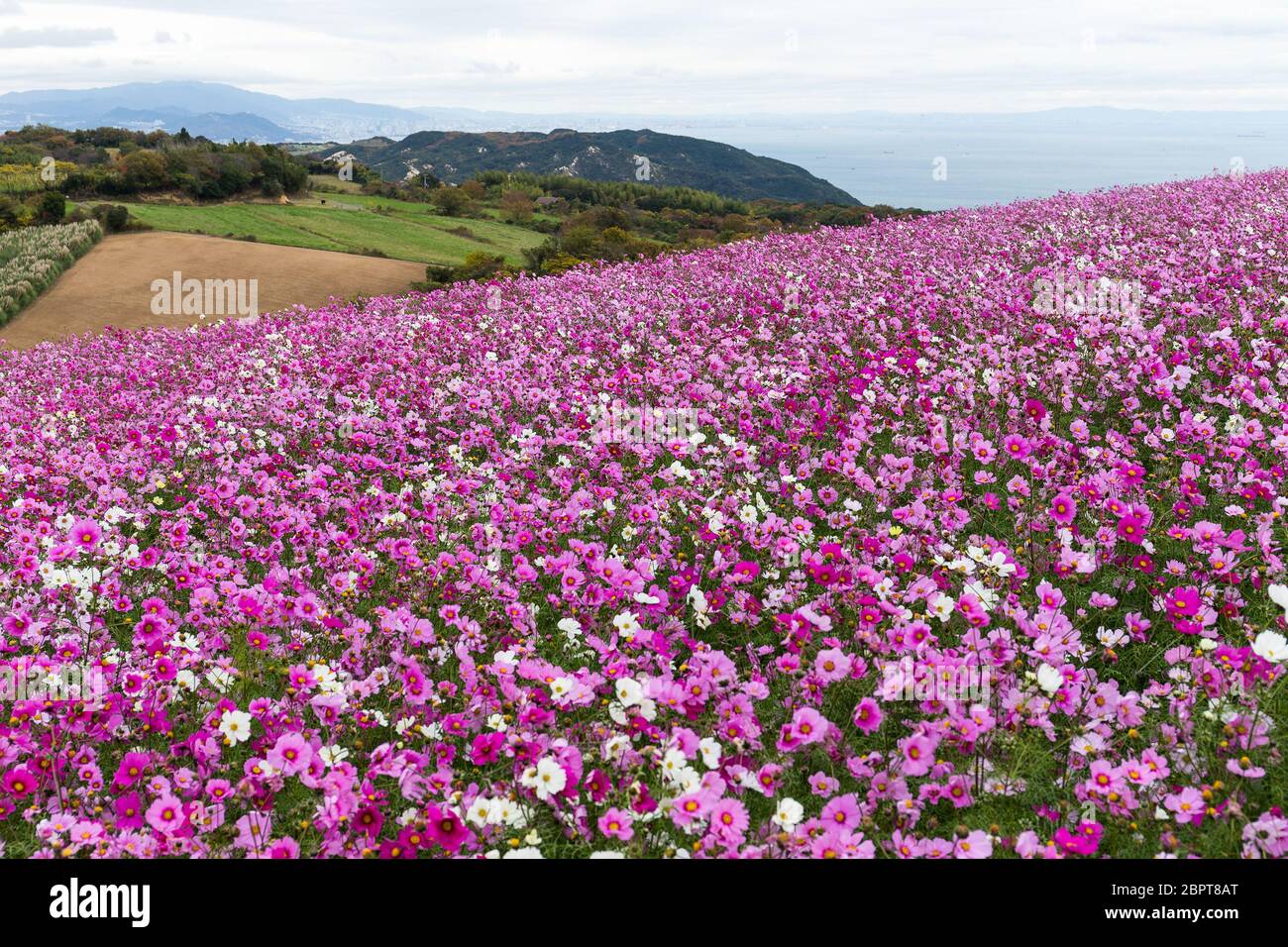 Cosmos flower field Stock Photo - Alamy