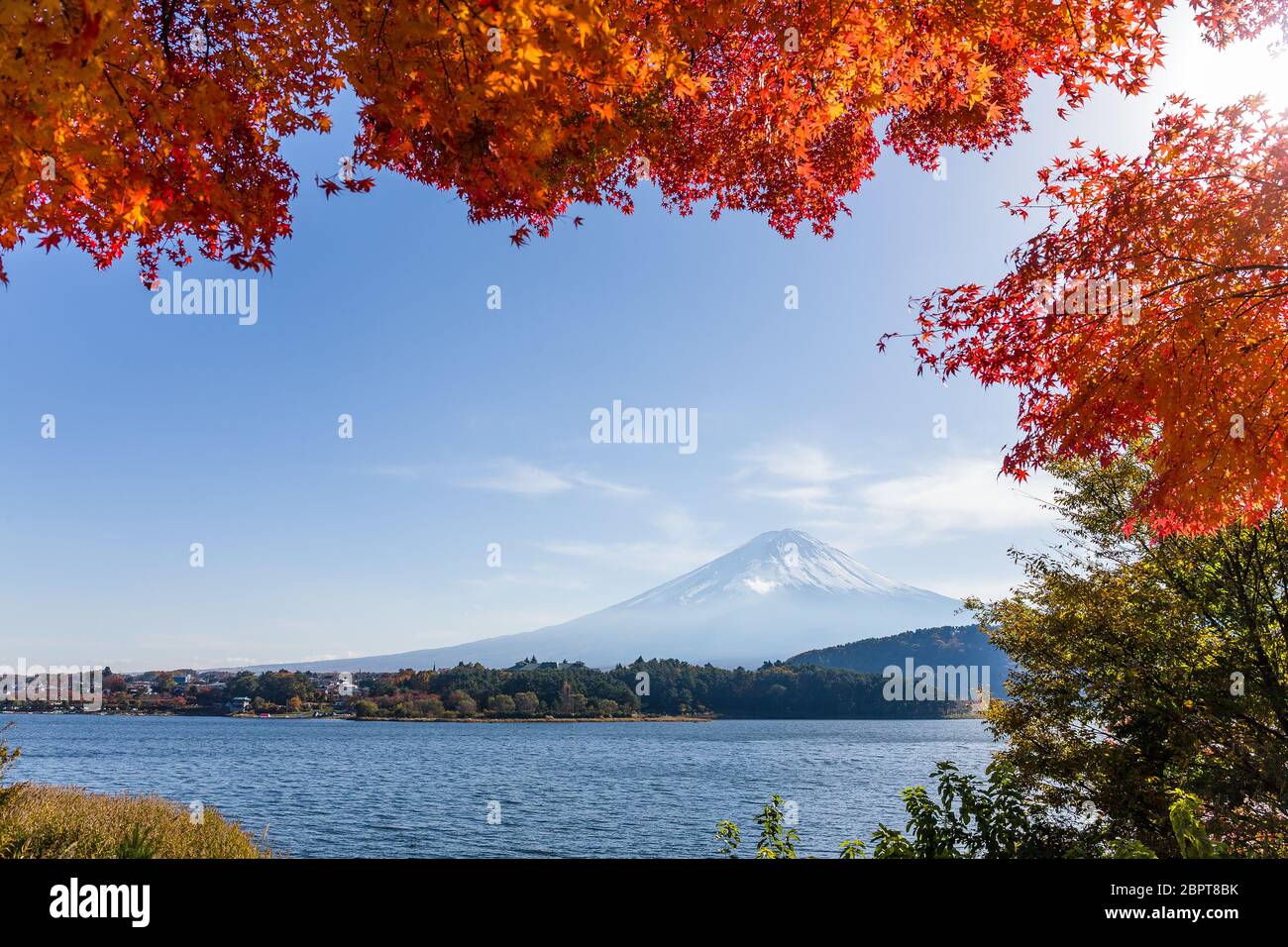 Fuji mountain and maple tree Stock Photo - Alamy