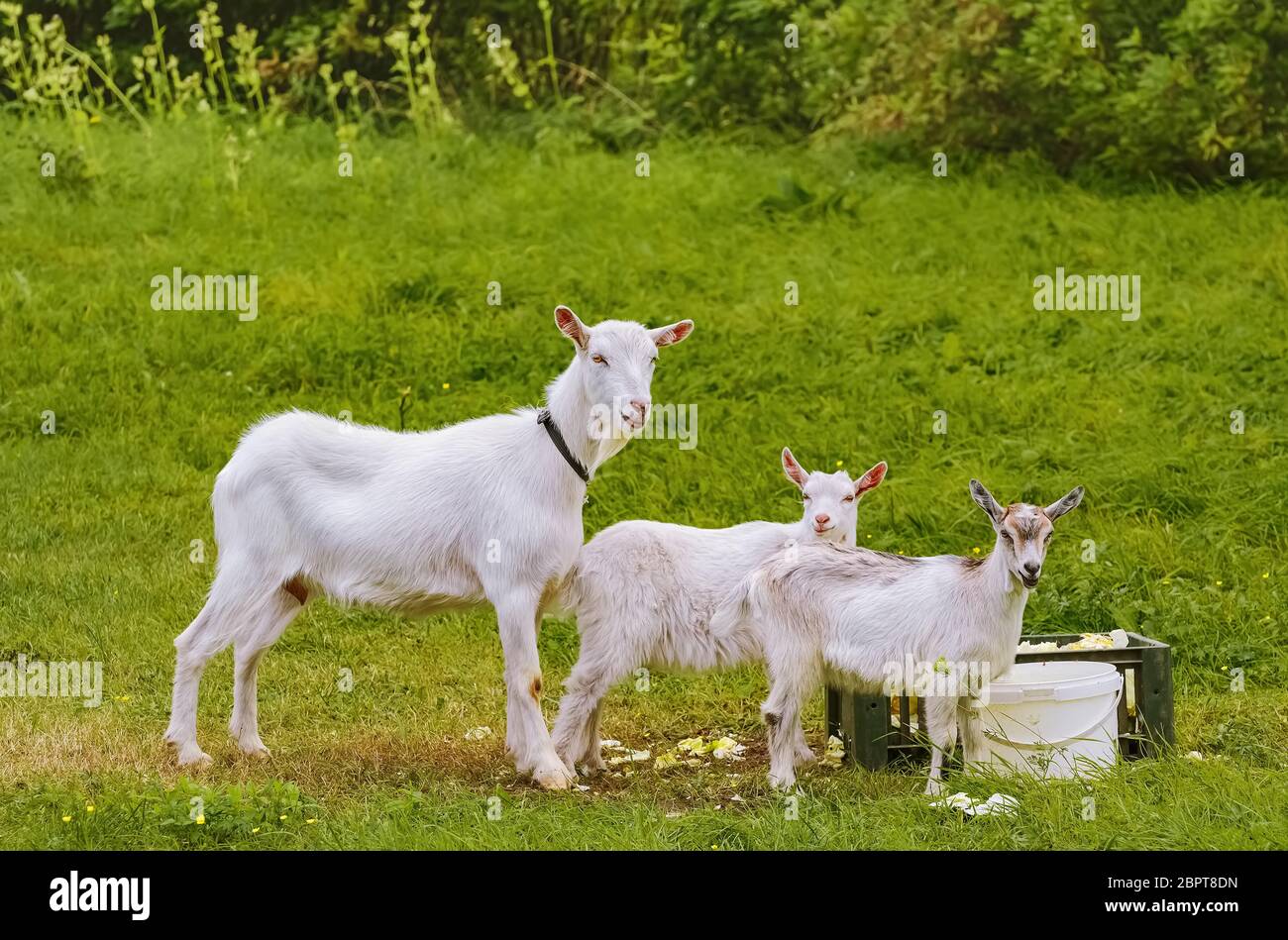 Goatlings hi-res stock photography and images - Alamy