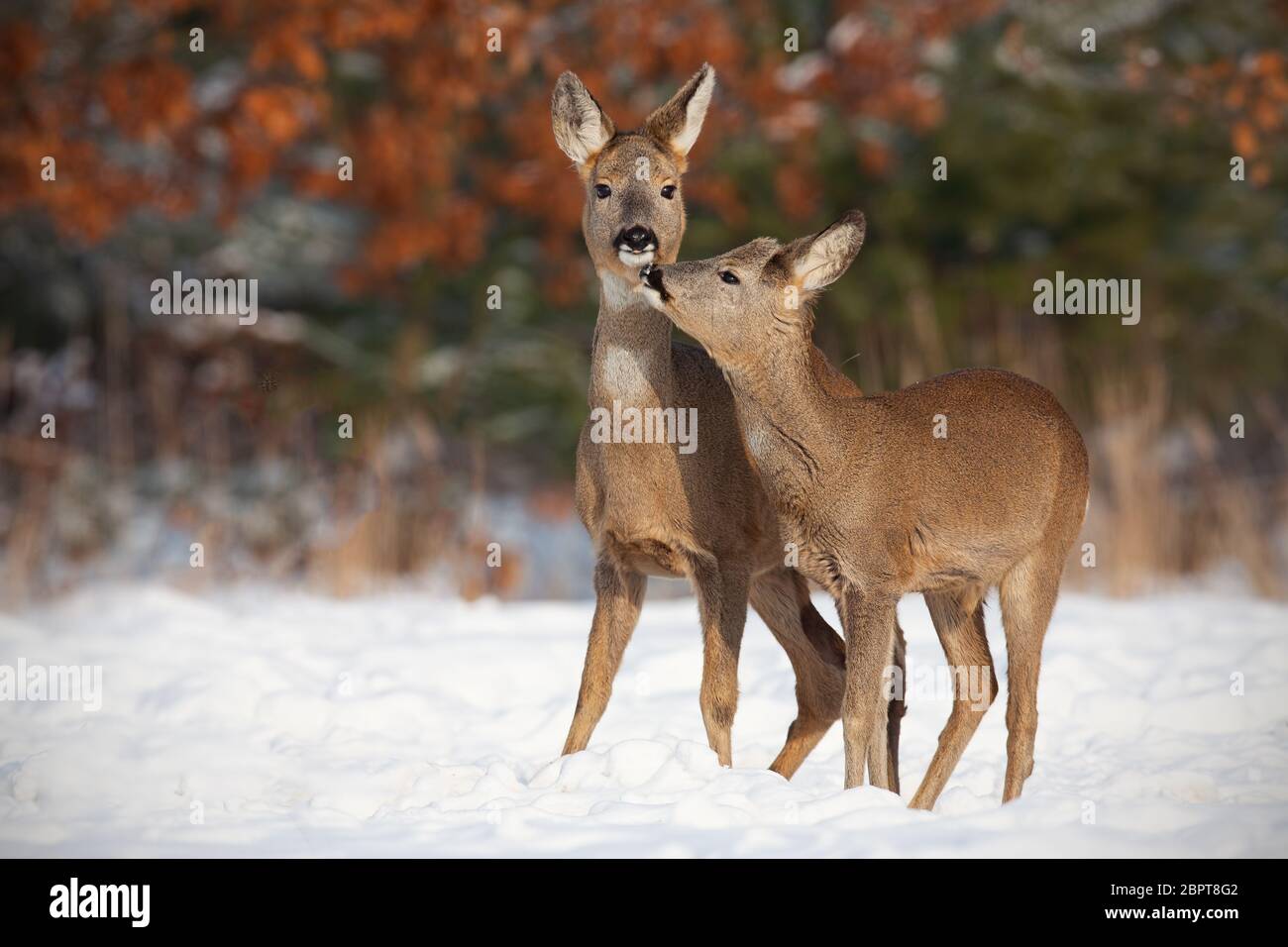 Mother and son roe deer, capreolus capreolus, in deep snow in winter ...