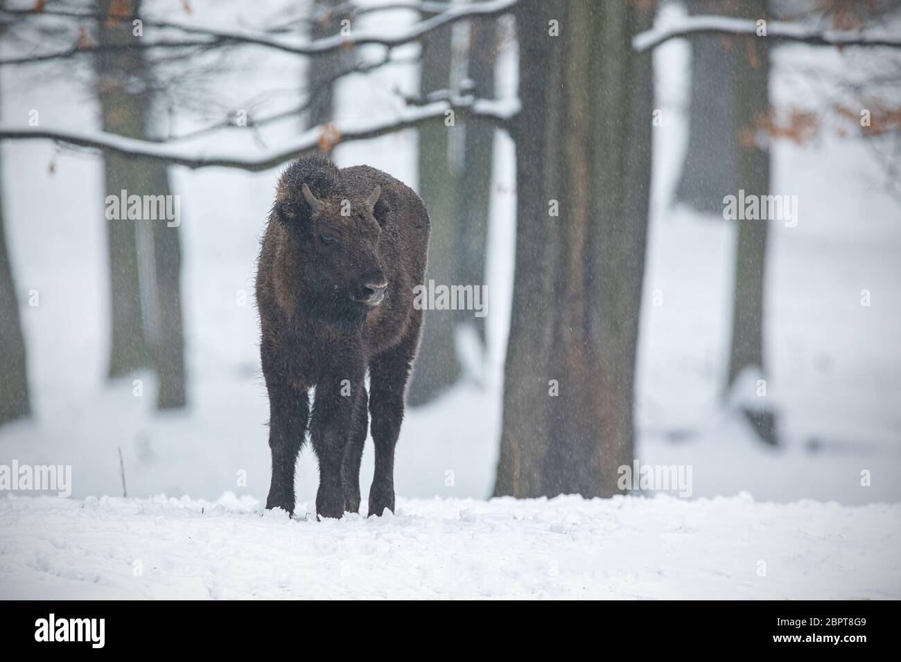European bison, bison bonasus, in the forest with snow. Young wisnet in ...