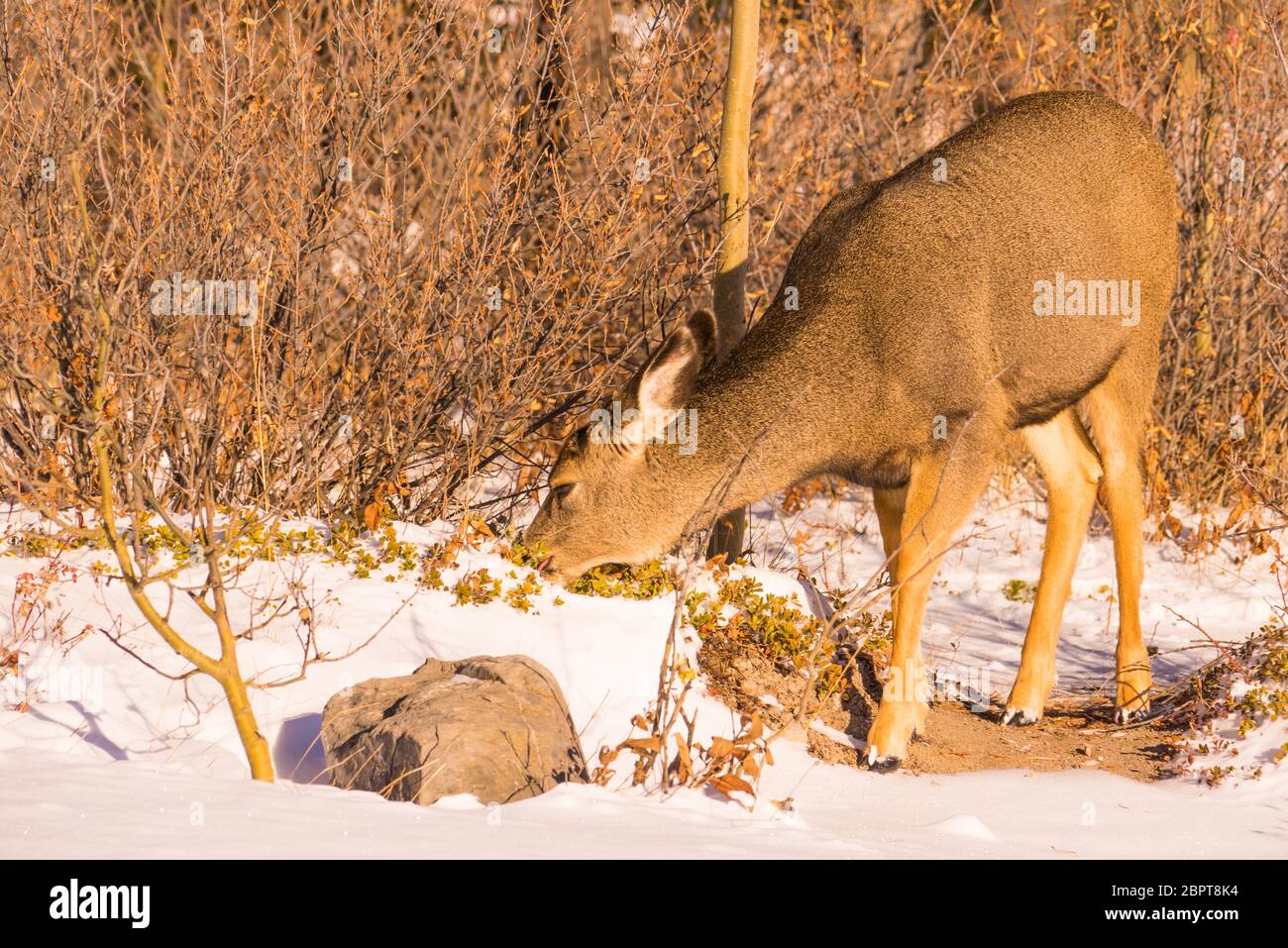 Mule deer eating foliage in the forest in winter Stock Photo - Alamy