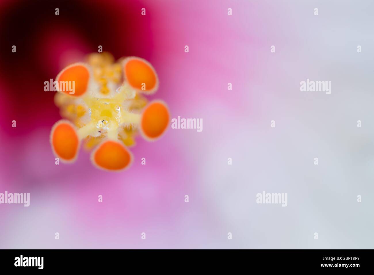 Pollen of Hibiscus flower Stock Photo - Alamy