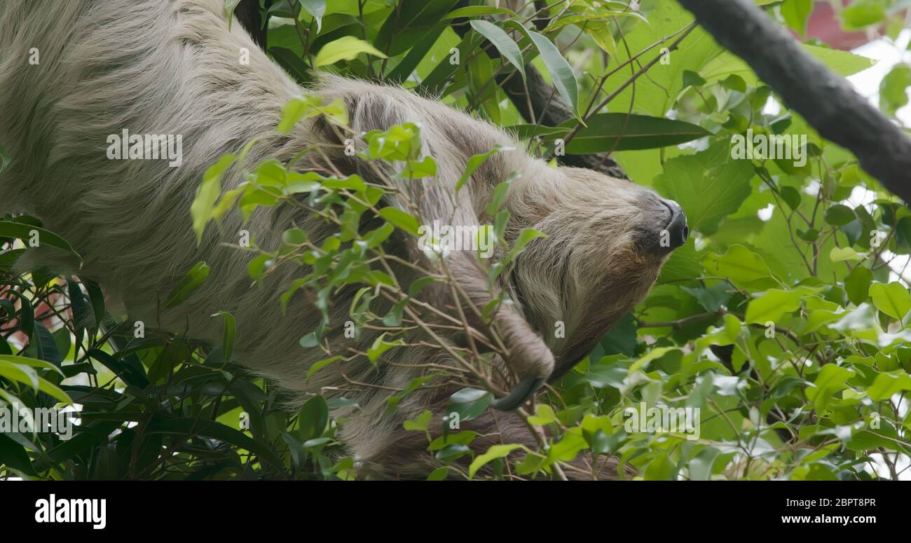 Sloth on tree Stock Photo - Alamy