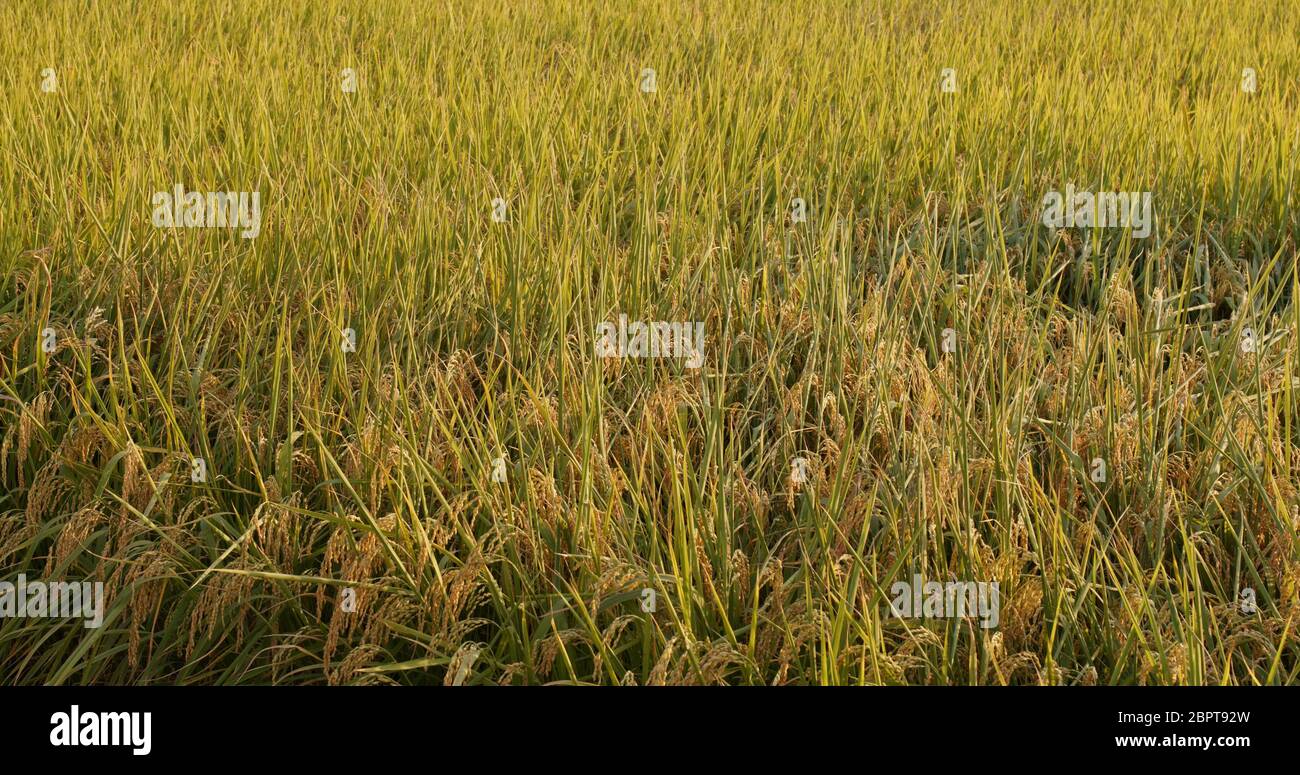 Rice field under sunset Stock Photo - Alamy