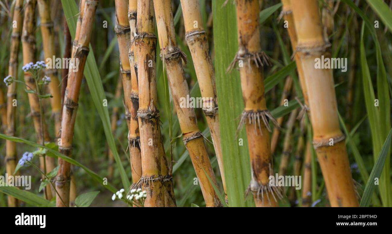 Fresh Sugar cane Stock Photo - Alamy