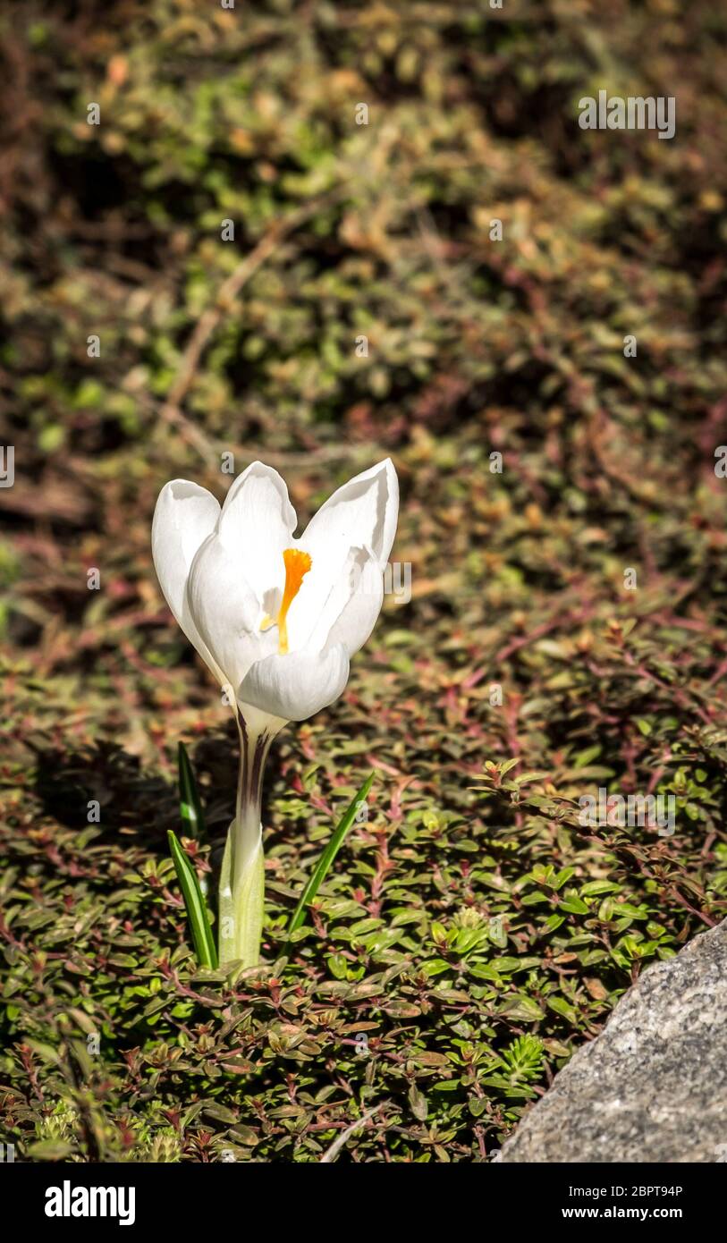 Crocus flowers on the flowerbed Stock Photo - Alamy
