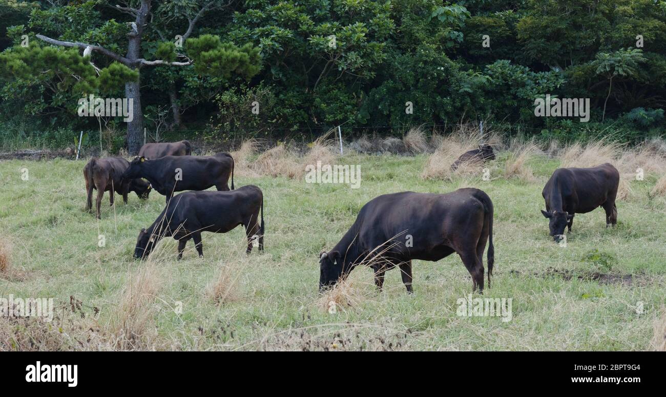Cow pasture in ishigaki island of Japan Stock Photo - Alamy