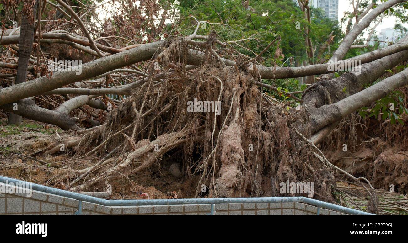 Tree collapse after typhoon disaster Stock Photo - Alamy