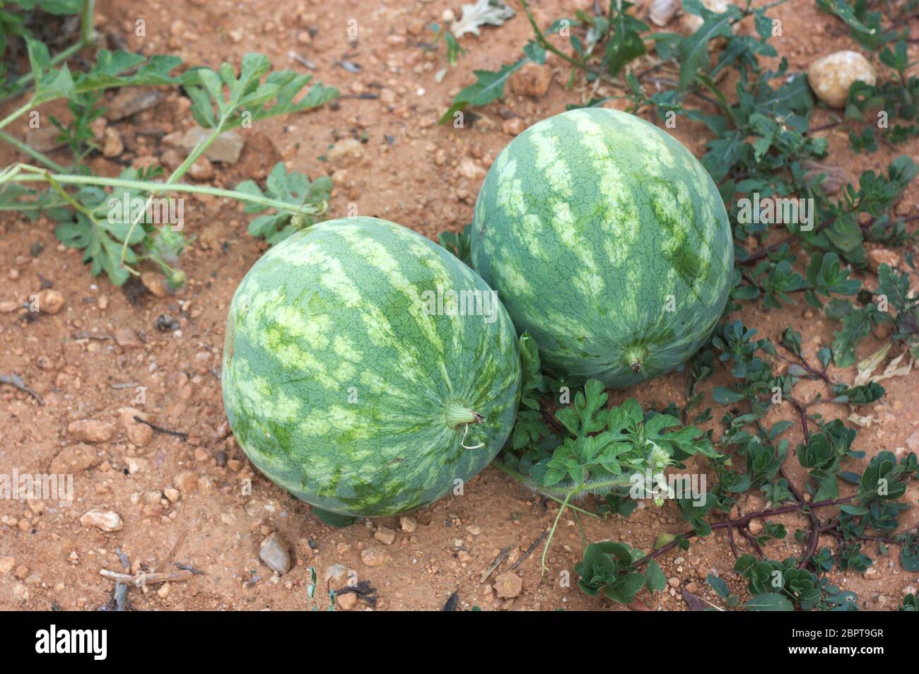 Close-up of a pair of striped melons that are maturing in the bush of ...