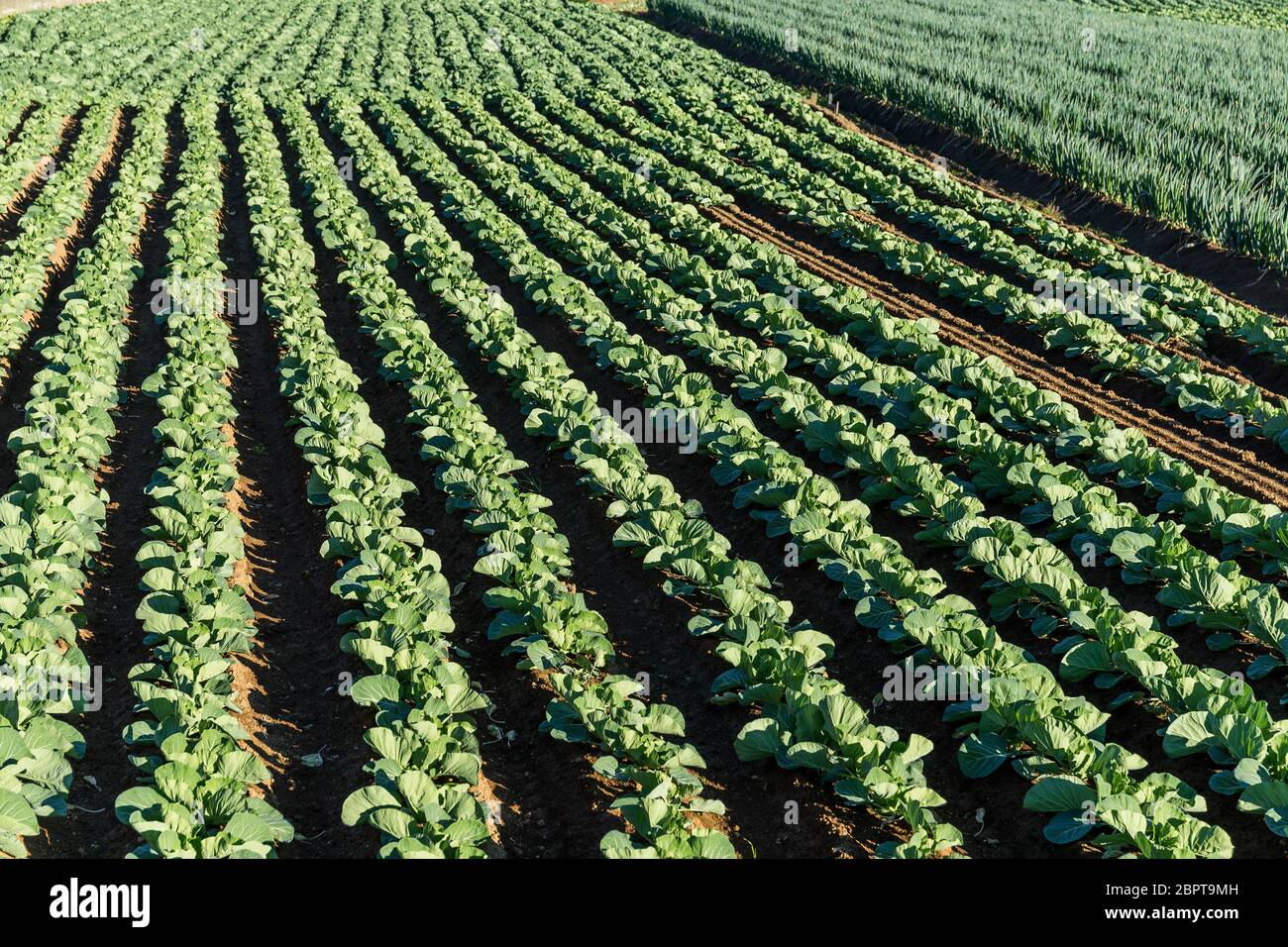 Radish Field High Resolution Stock Photography and Images - Alamy