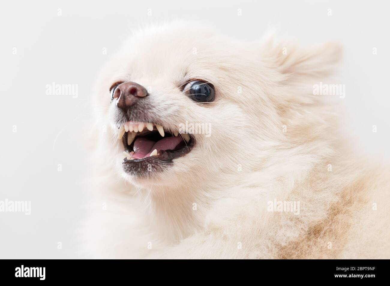 White Pomeranian feeling angry Stock Photo - Alamy
