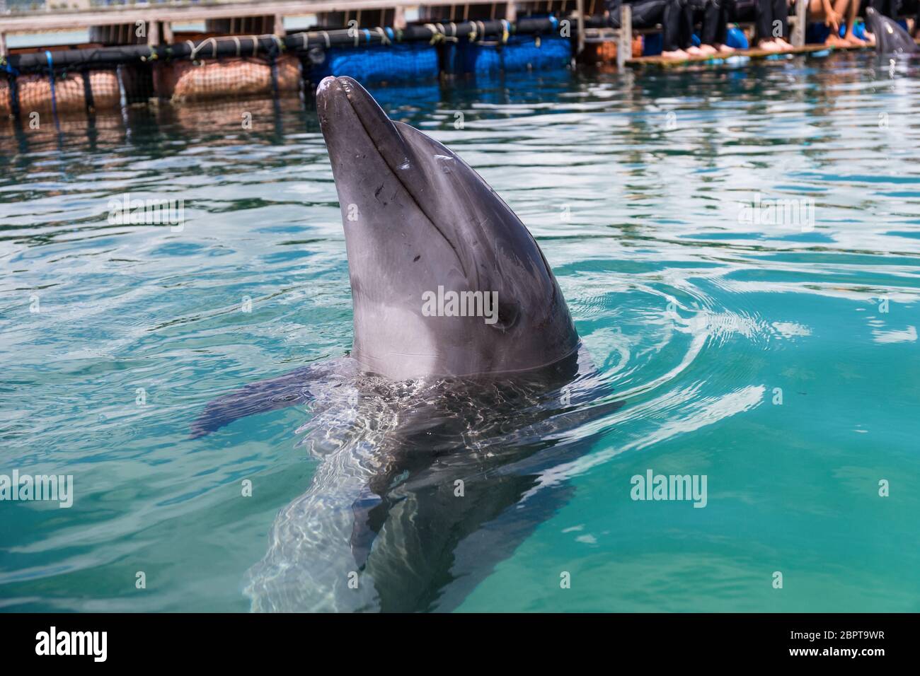 Wild dolphin jump at deep ocean hi-res stock photography and images - Alamy