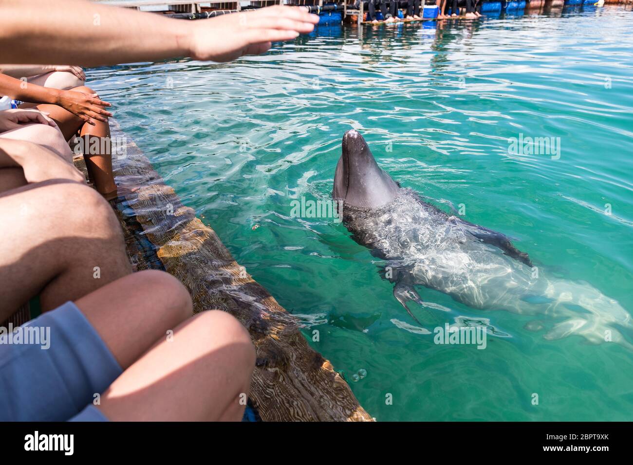 Sad dolphin hi-res stock photography and images - Alamy