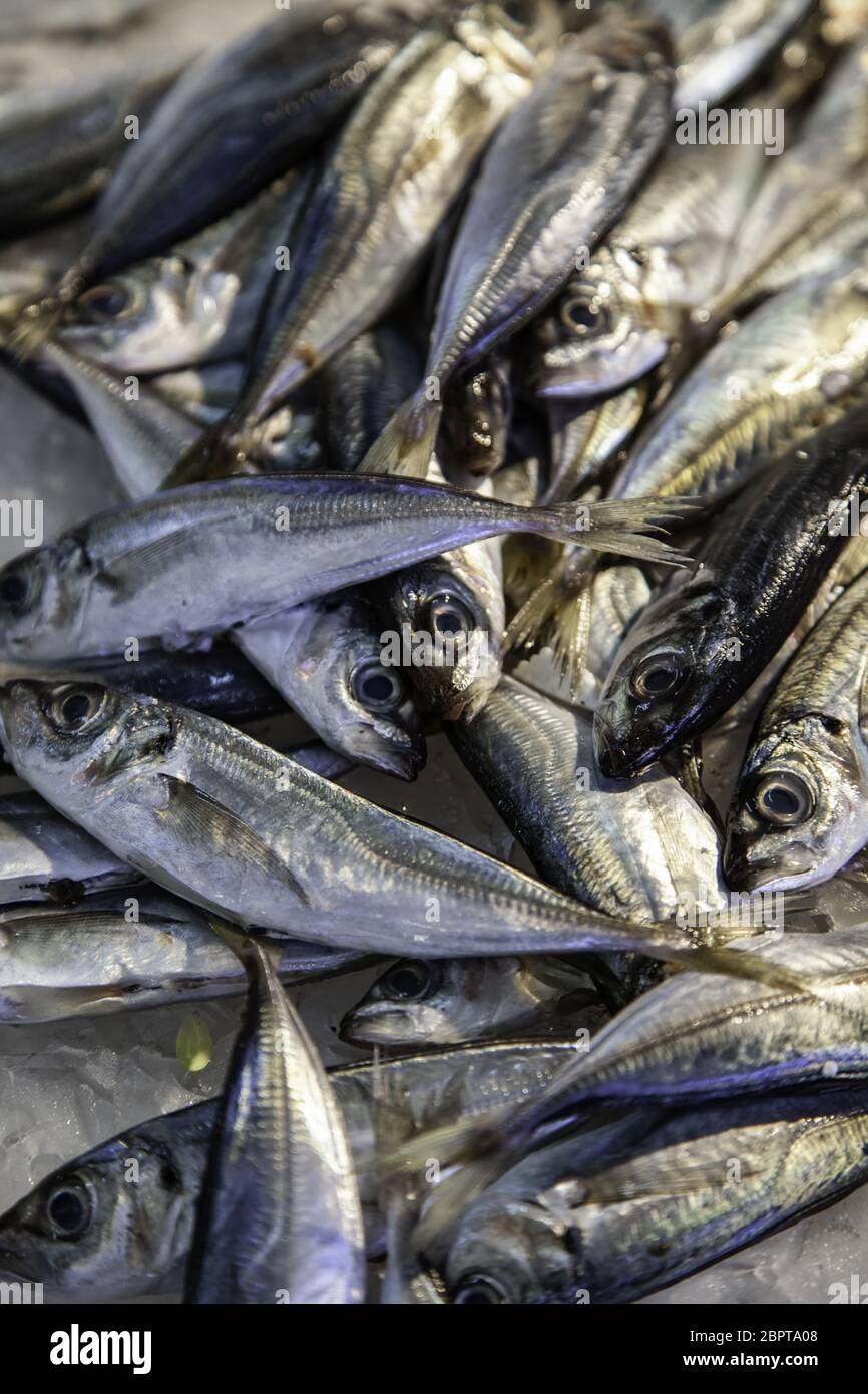 Catch fish mauritius hi-res stock photography and images - Alamy