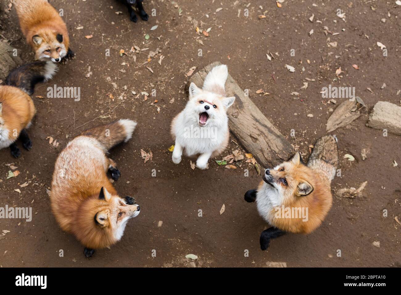 Cute Fox looking up Stock Photo - Alamy
