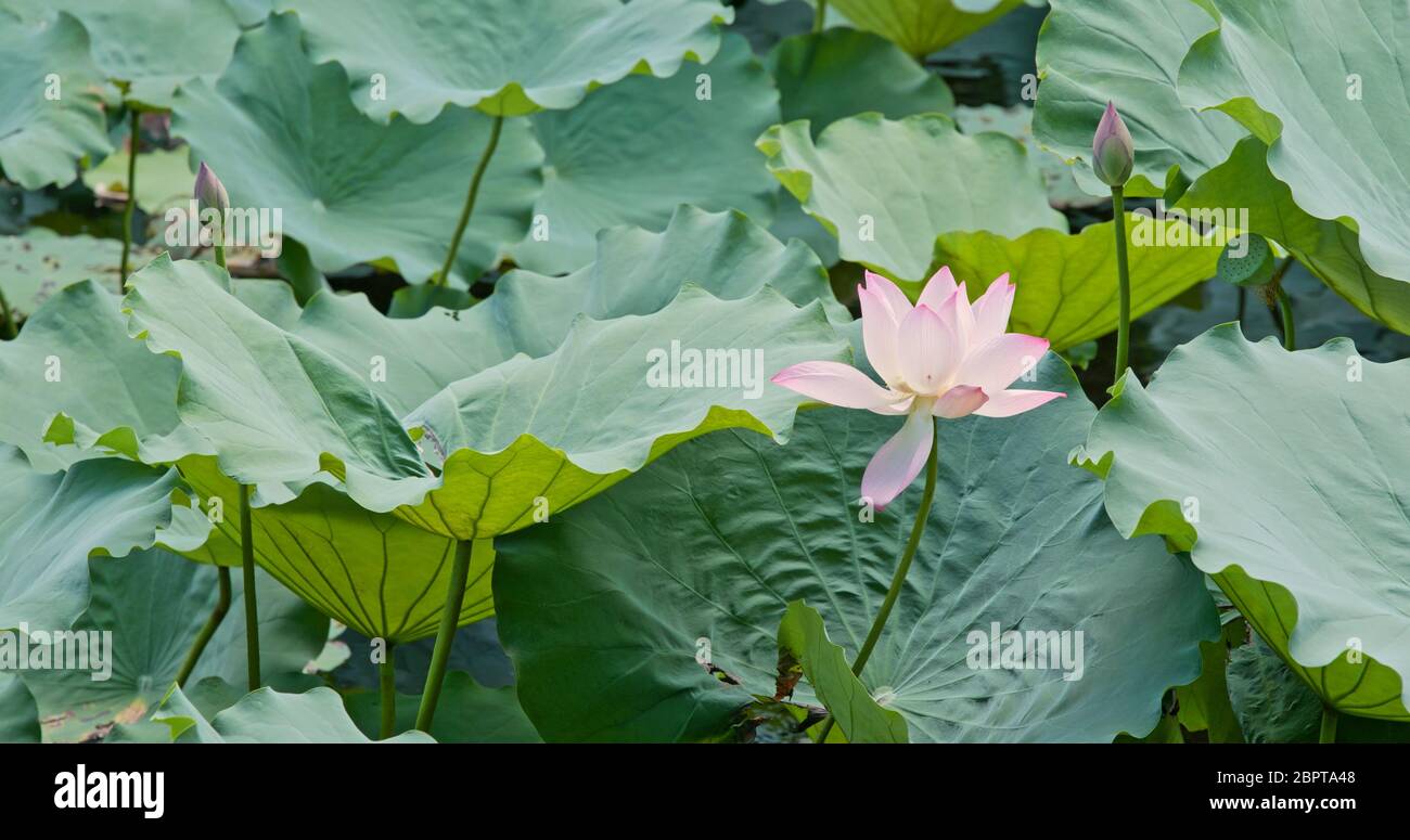 Pink lotus garden Stock Photo - Alamy