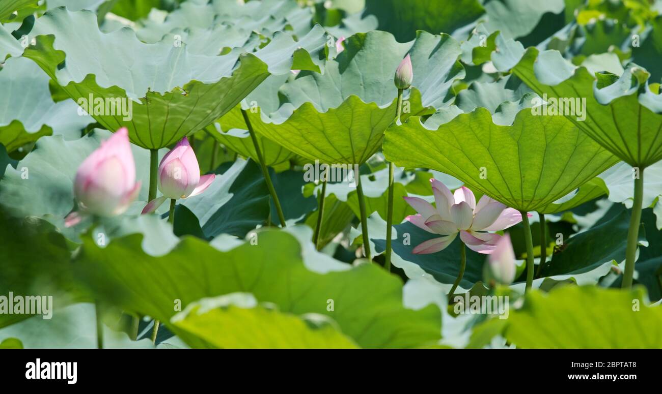 Pink lotus garden Stock Photo - Alamy