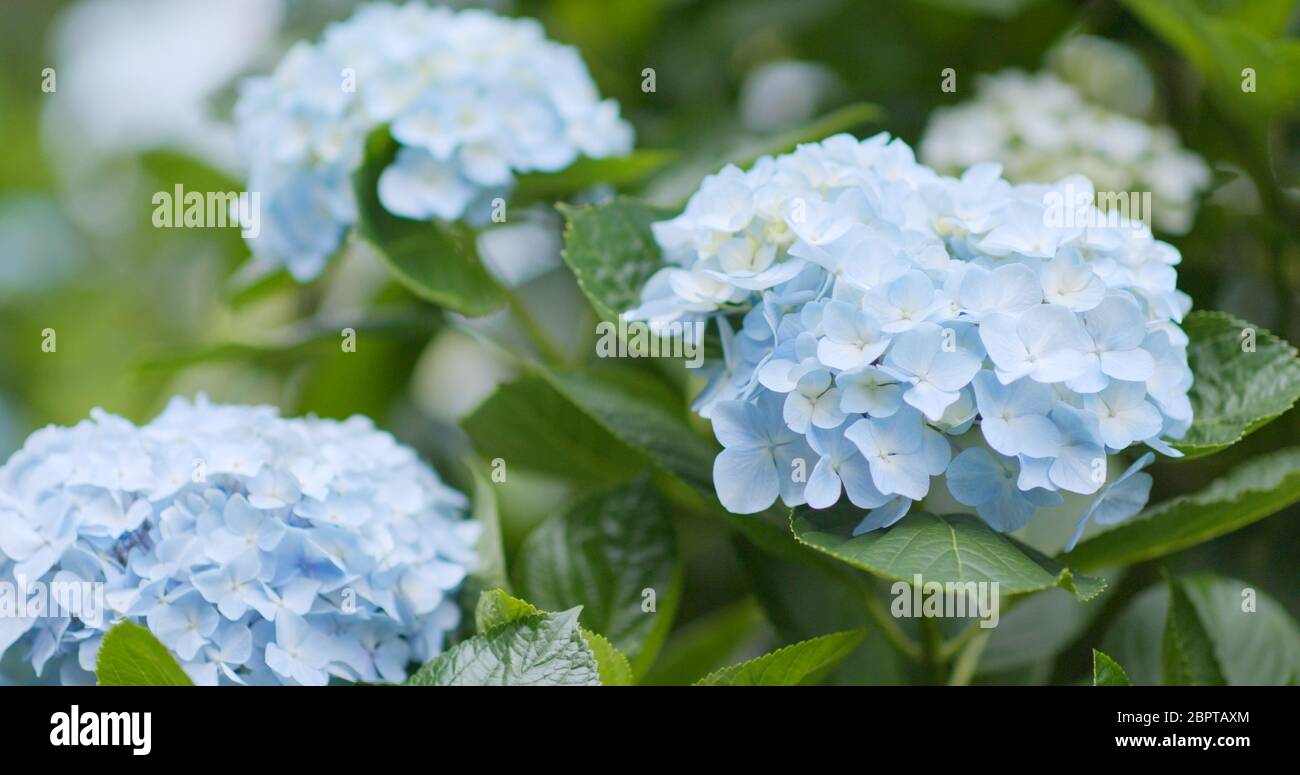 Hydrangea field hi-res stock photography and images - Alamy