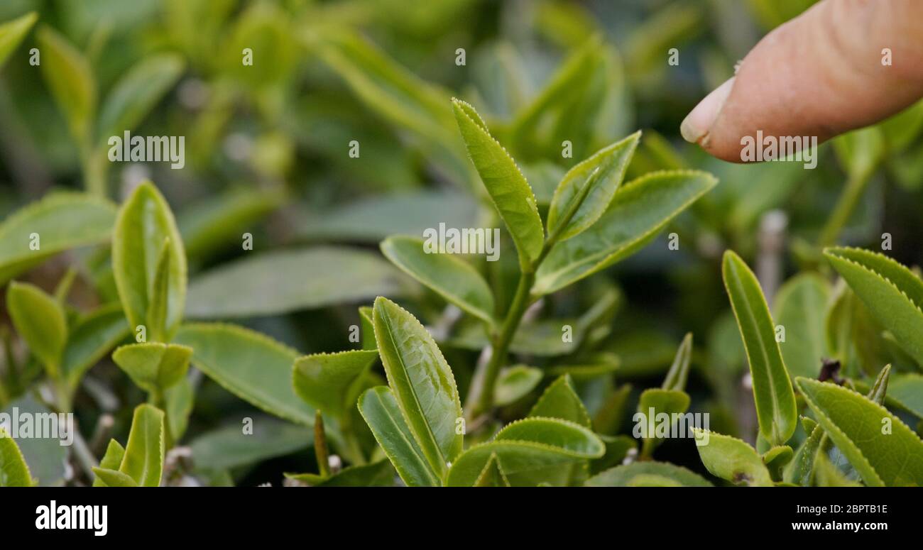 Green tea leaves with small bug Stock Photo - Alamy