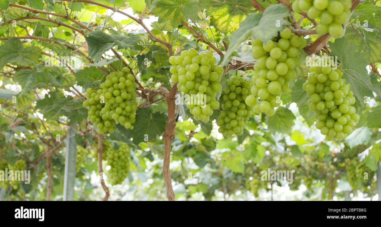 Green grape farm Stock Photo - Alamy