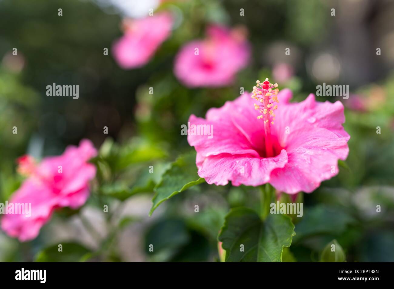 Red hibiscus flower okinawa japan hi-res stock photography and images ...