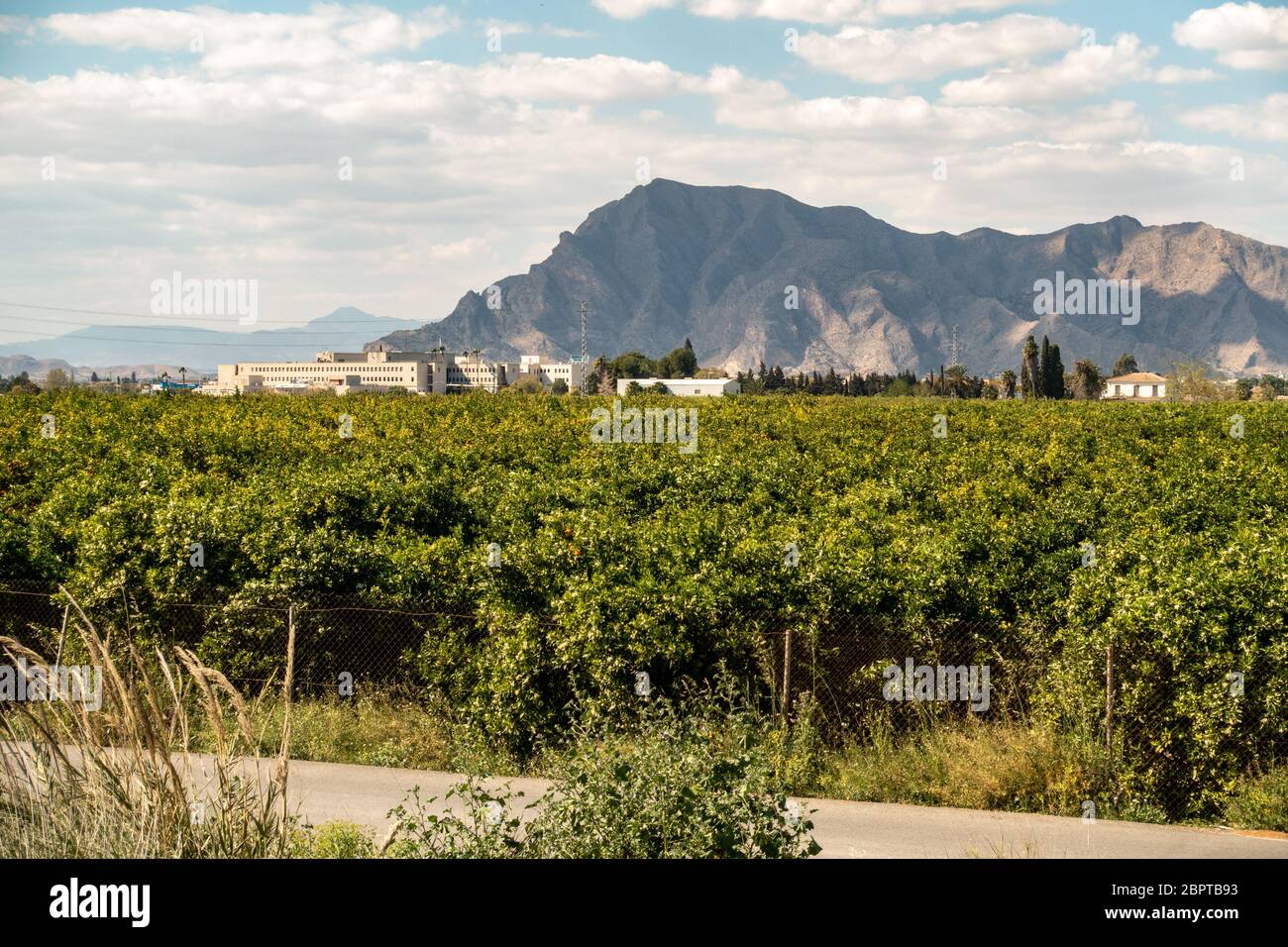 Mountain view over Orange Orchards on a nice Spanish day Stock Photo ...