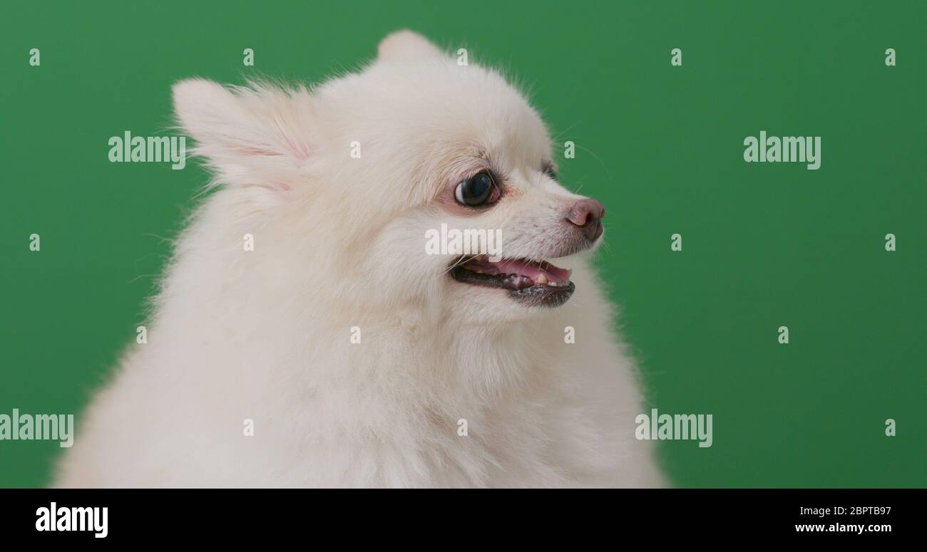 Green screen chroma key angry hi-res stock photography and images - Alamy