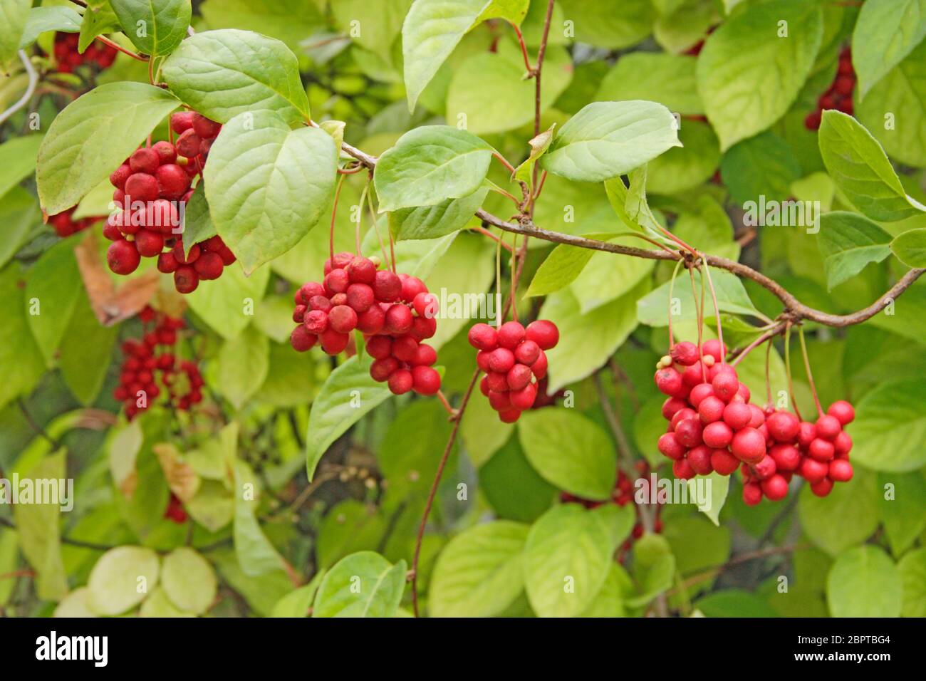 Omija fruit hi-res stock photography and images - Alamy