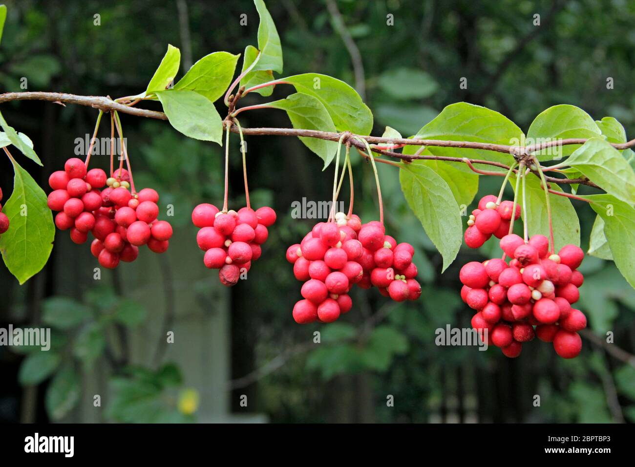 Red schisandra growing on branch in row. Clusters of ripe schizandra ...