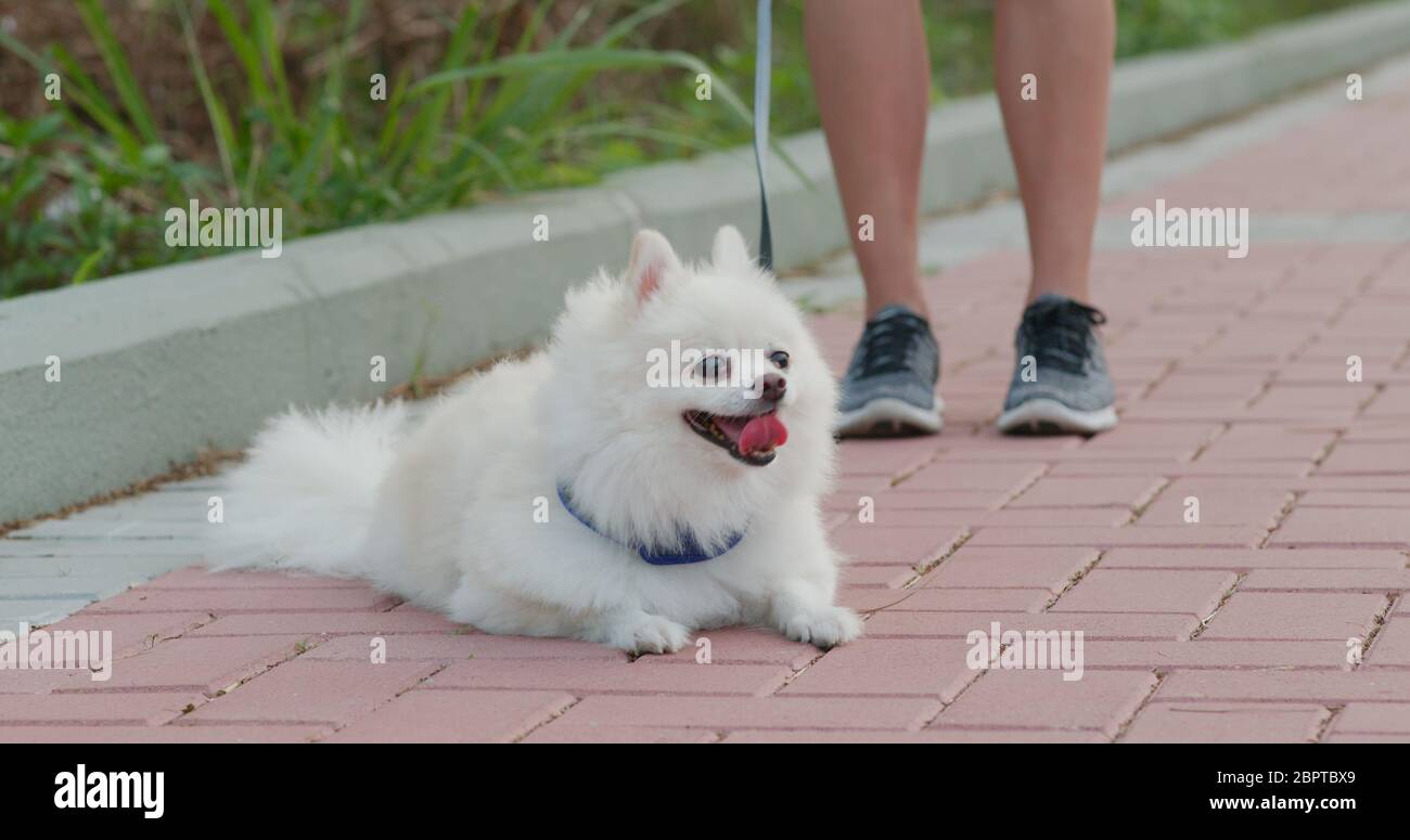 Pet owner going out with dog Stock Photo - Alamy