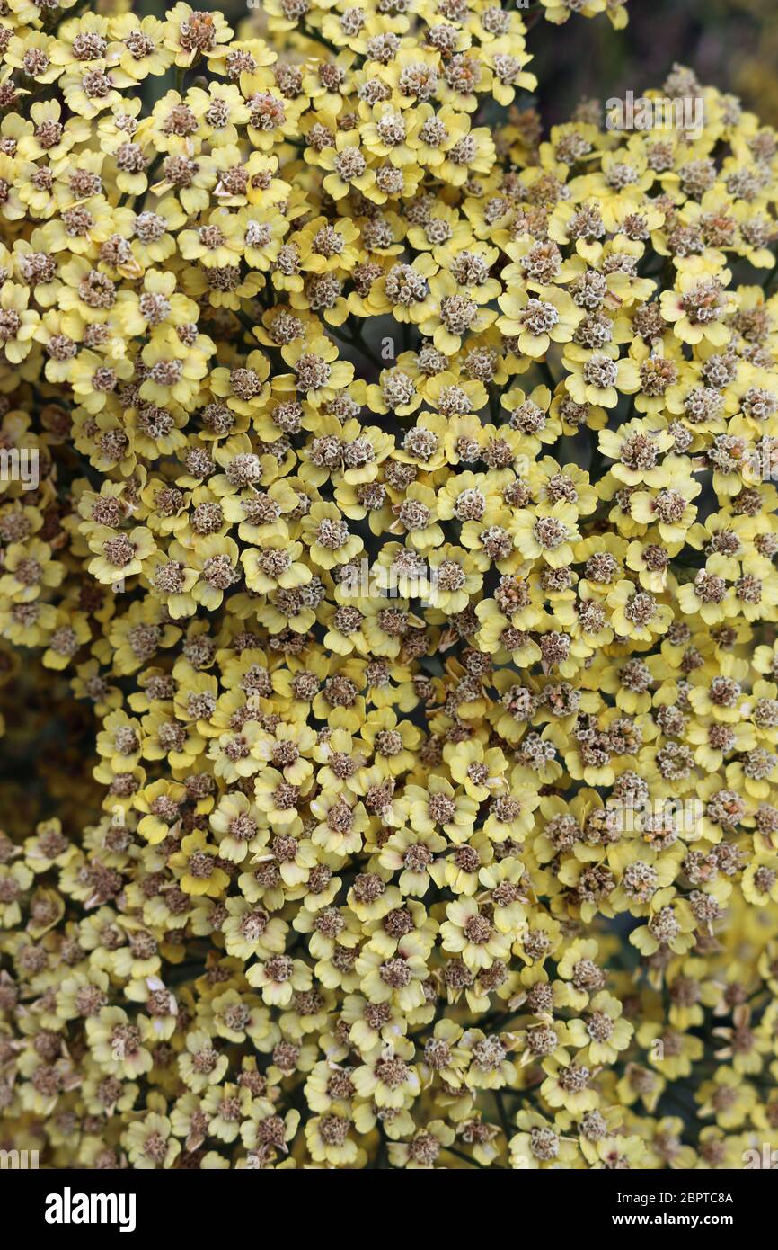 Ornamental yarrow hi-res stock photography and images - Alamy