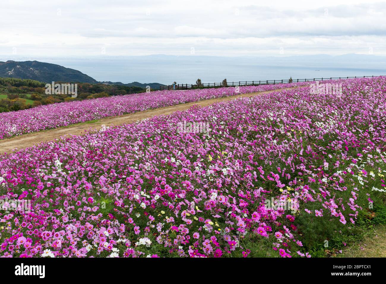 Cosmos flower field Stock Photo - Alamy