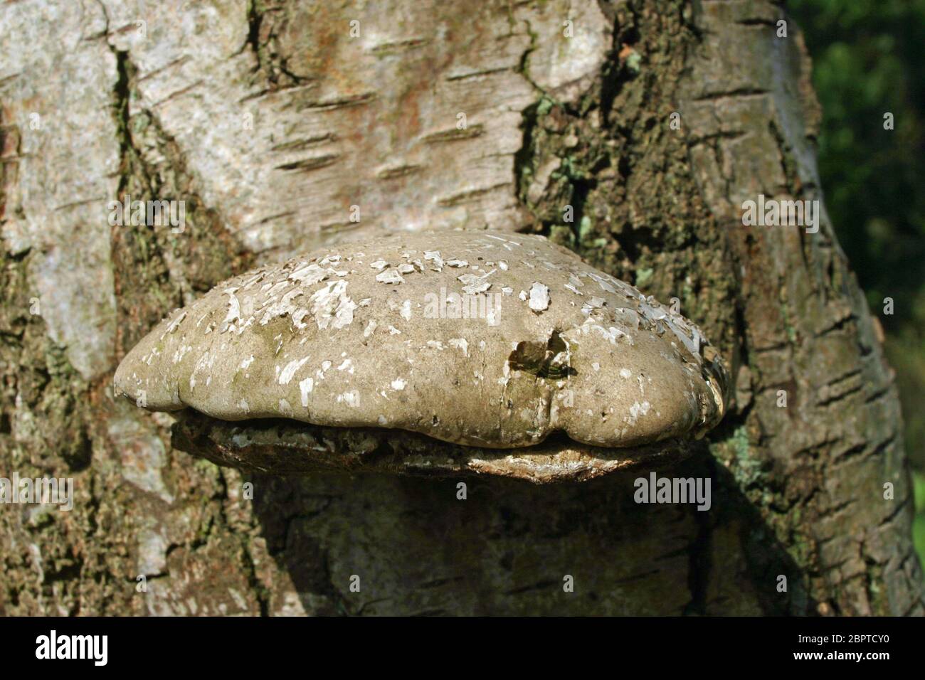 Birch polypore (Piptoporus betulinus) bracket fungus growing out of the ...