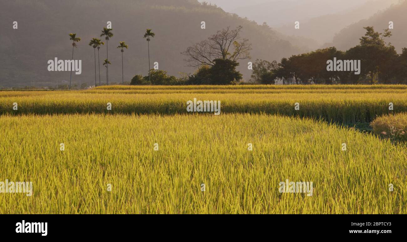 Rice field under sunset hi-res stock photography and images - Alamy