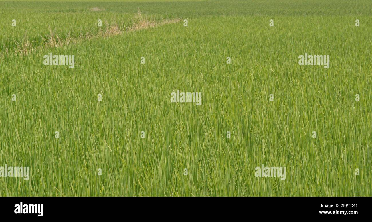Fresh Paddy rice field and road in Taiwan, Yilan Stock Photo - Alamy