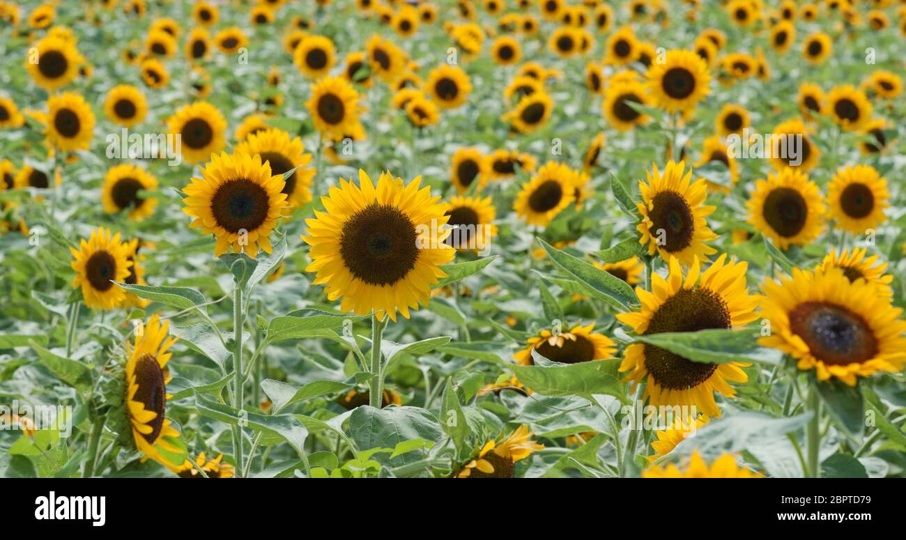 Sunflower field garden Stock Photo - Alamy