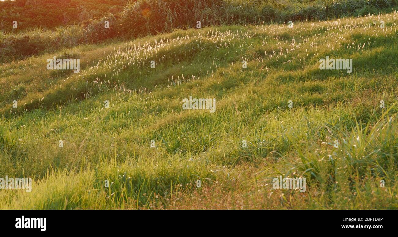 Green grass under sunset hi-res stock photography and images - Alamy