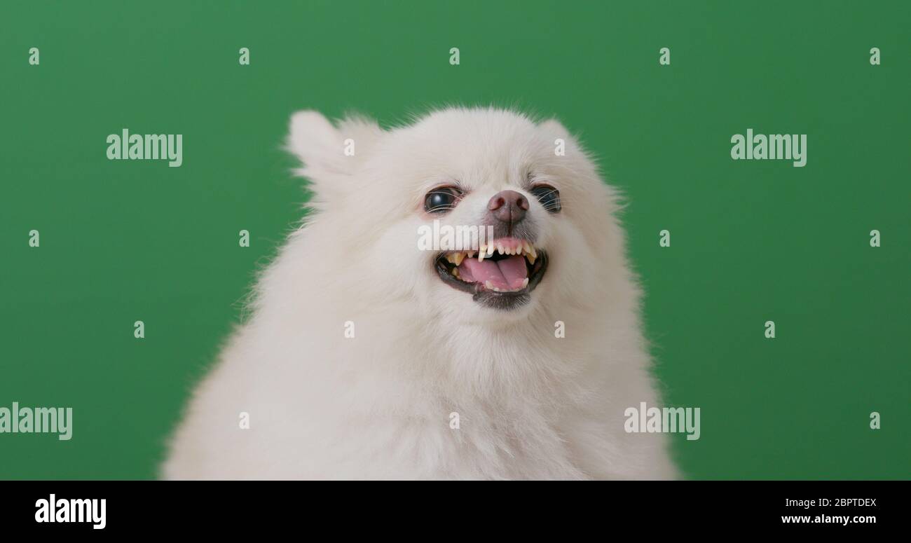 Pomeranian dog get angry over chroma key Stock Photo - Alamy