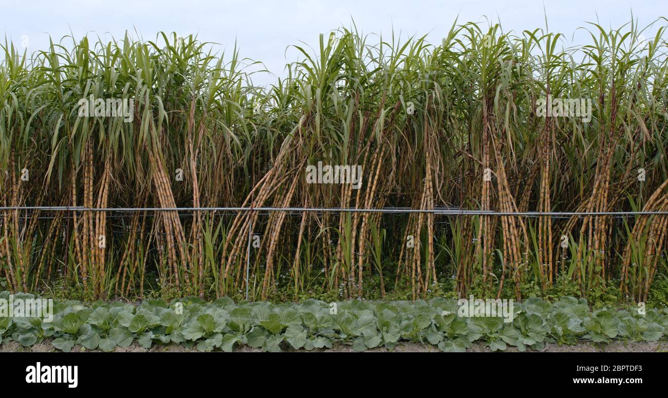 Fresh Sugar cane farm Stock Photo - Alamy