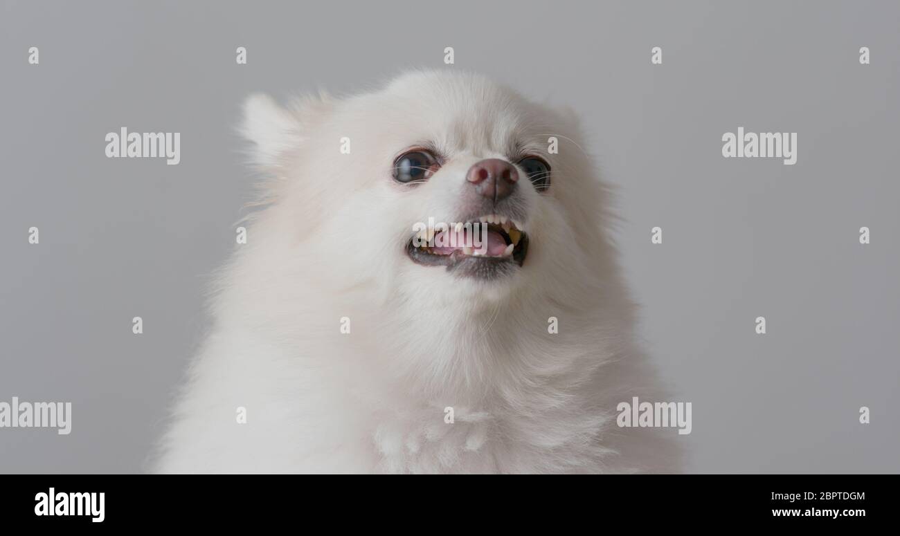Angry pomeranian dog on white background Stock Photo - Alamy