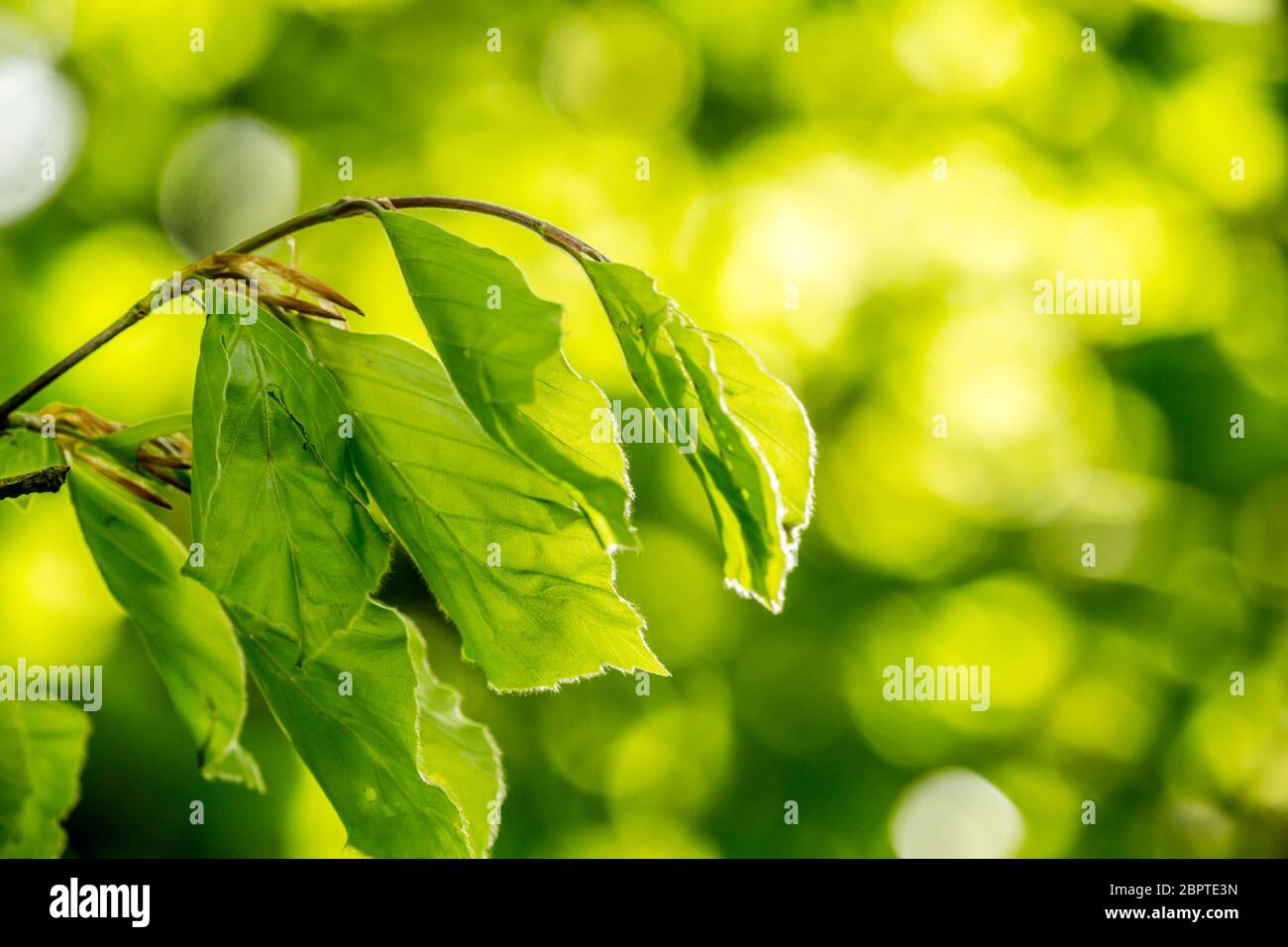 Beautiful spring leaves hi-res stock photography and images - Alamy