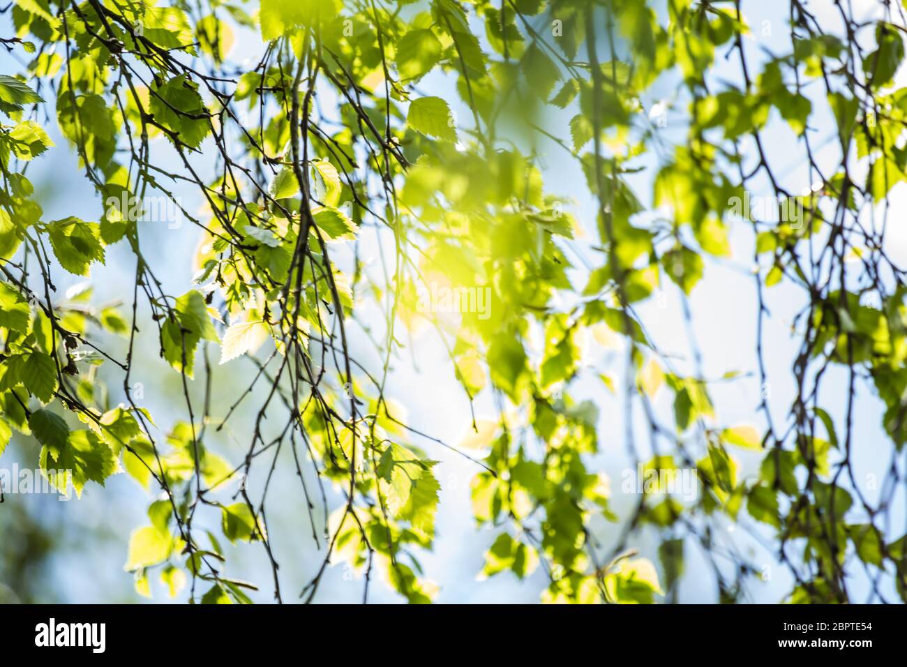 Bright, green, Spring leaves with blur, selective focus, British nature ...