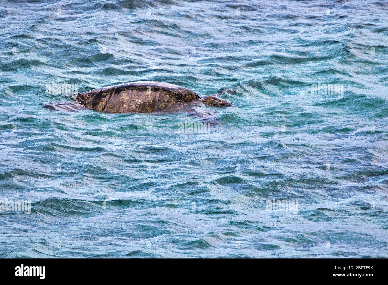 Lone green sea turtle swimming at the surface of the ocean on Maui ...