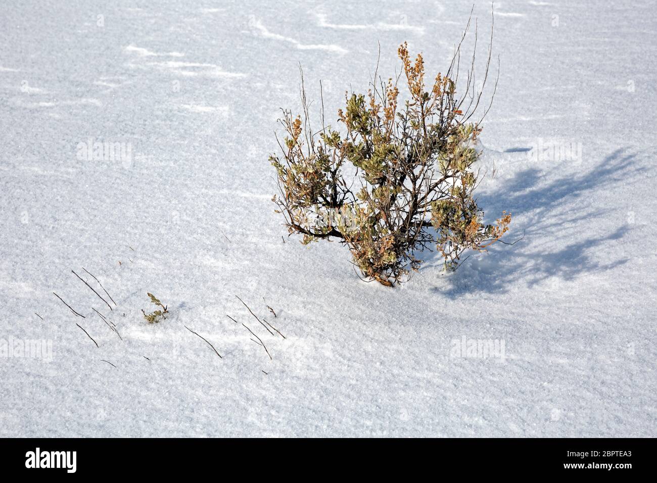 Sagebrush snow hi-res stock photography and images - Alamy