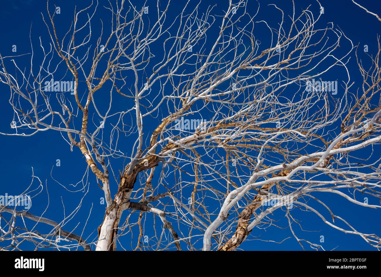 Looking up tall aspen trees hi-res stock photography and images - Alamy