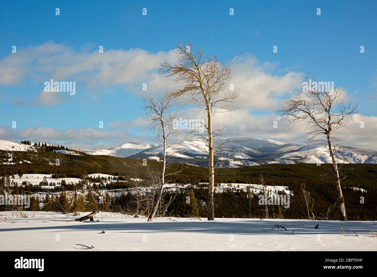 WY04492-00...WYOMING - View of aspen trees along the old stage route ...