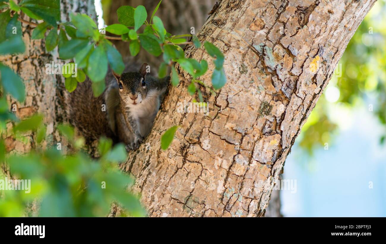 Wild city squirrel looking for food during daytime Stock Photo - Alamy